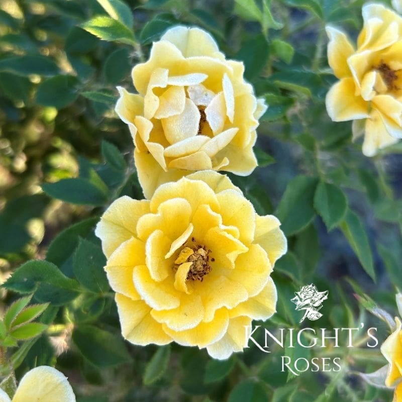 Lucciola - BUY THIS ROSE ONLINE - Knight's Roses Australia
