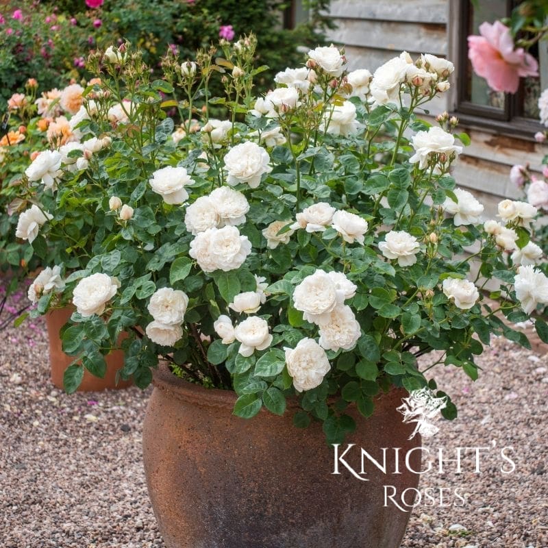 William & Catherine - BUY THIS ROSE ONLINE - Knight's Roses Australia