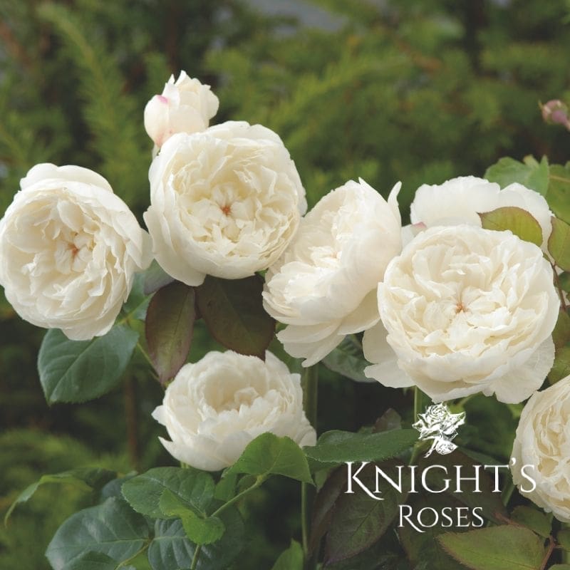 William & Catherine - BUY THIS ROSE ONLINE - Knight's Roses Australia