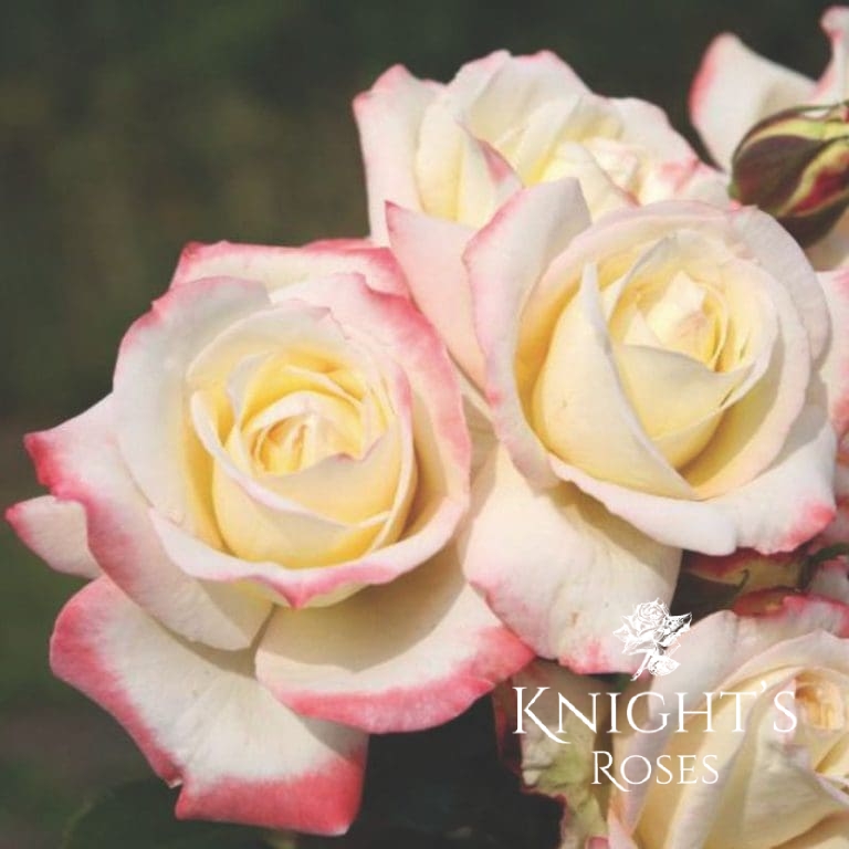 Athene - BUY THIS ROSE ONLINE - Knight's Roses Australia