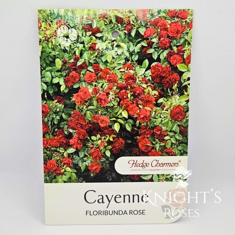 Red Roses | Knights Roses Australia - Buy A Rose Bush Online