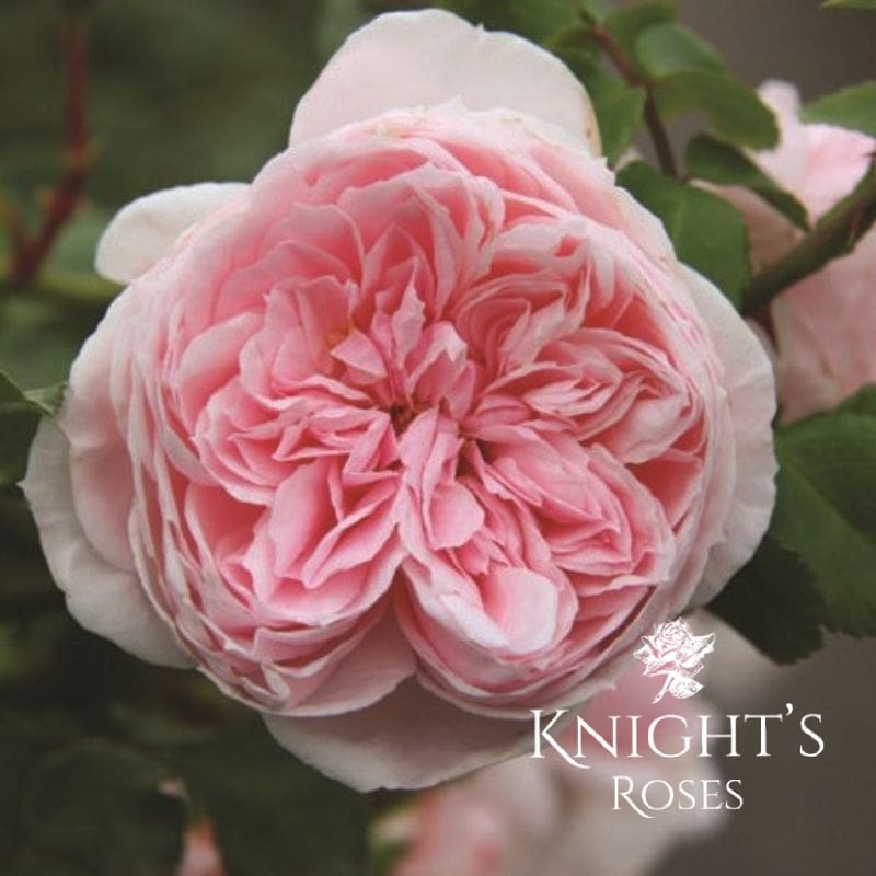Cinderella - Climbing - BUY THIS ROSE ONLINE - Knight's Roses Australia