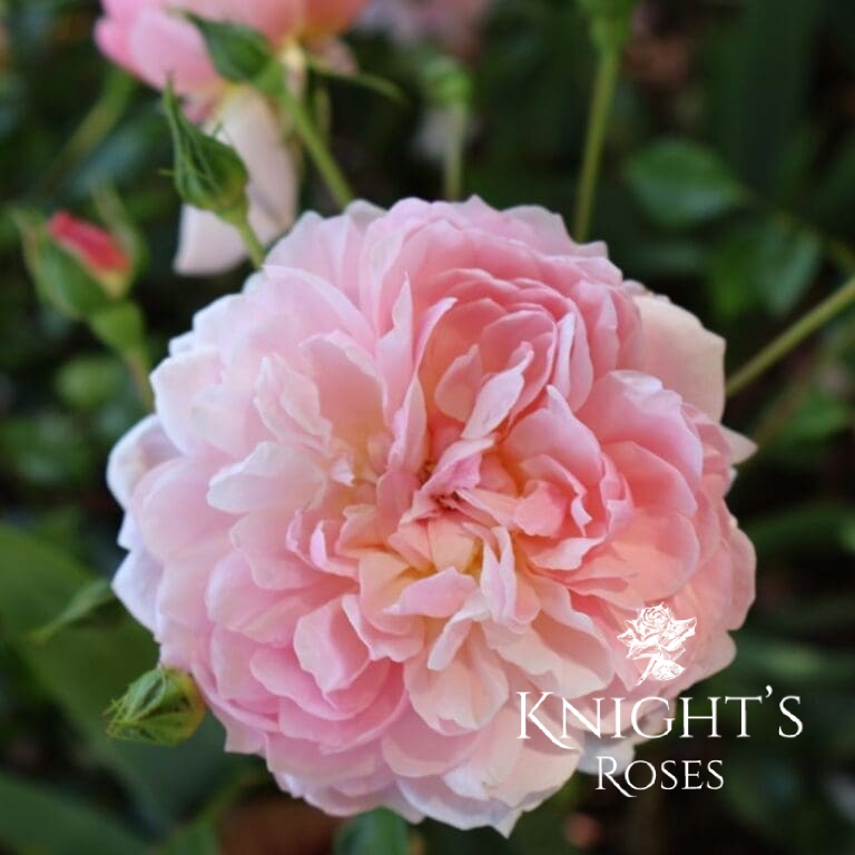 Anne Boleyn - BUY THIS ROSE ONLINE - Knight's Roses Australia