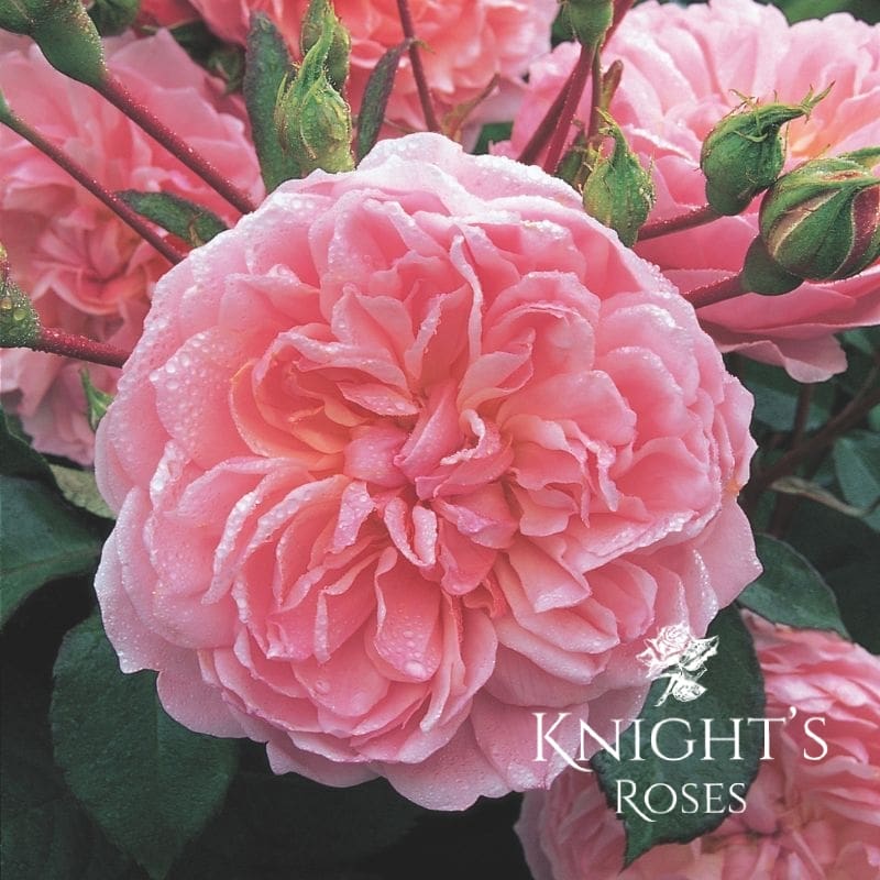 Anne Boleyn - BUY THIS ROSE ONLINE - Knight's Roses Australia