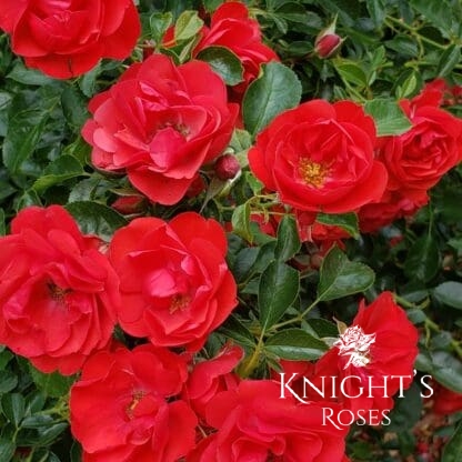 Standards & Patio Rose Bush for Sale Online | Knight's Roses Australia