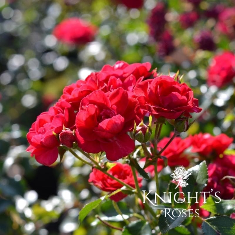 Flower Carpet Mini Cherry - BUY THIS ROSE ONLINE - Knight's Roses Australia