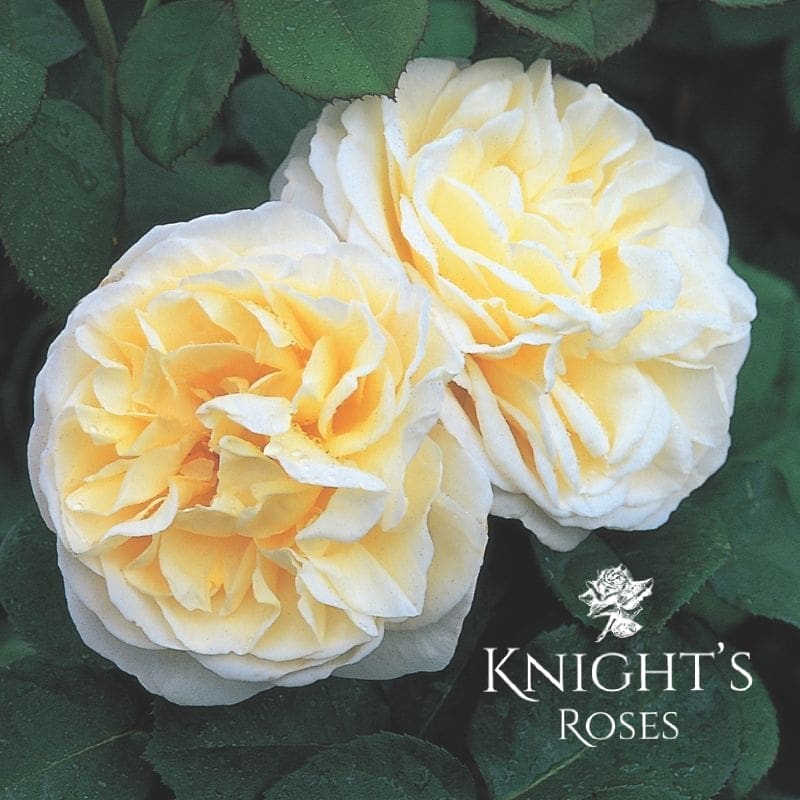 Mary Webb - BUY THIS ROSE ONLINE - Knight's Roses Australia