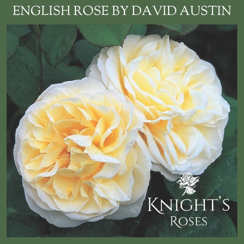 Mary Webb - BUY THIS ROSE ONLINE - Knight's Roses Australia