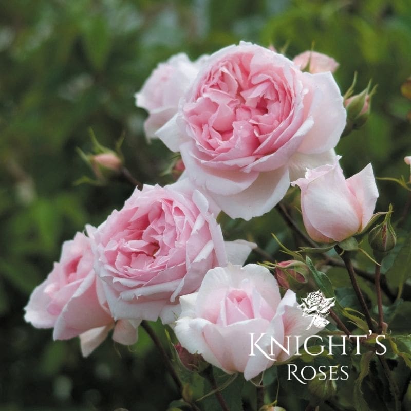 The Wedgewood Rose - BUY THIS ROSE ONLINE - Knight's Roses Australia