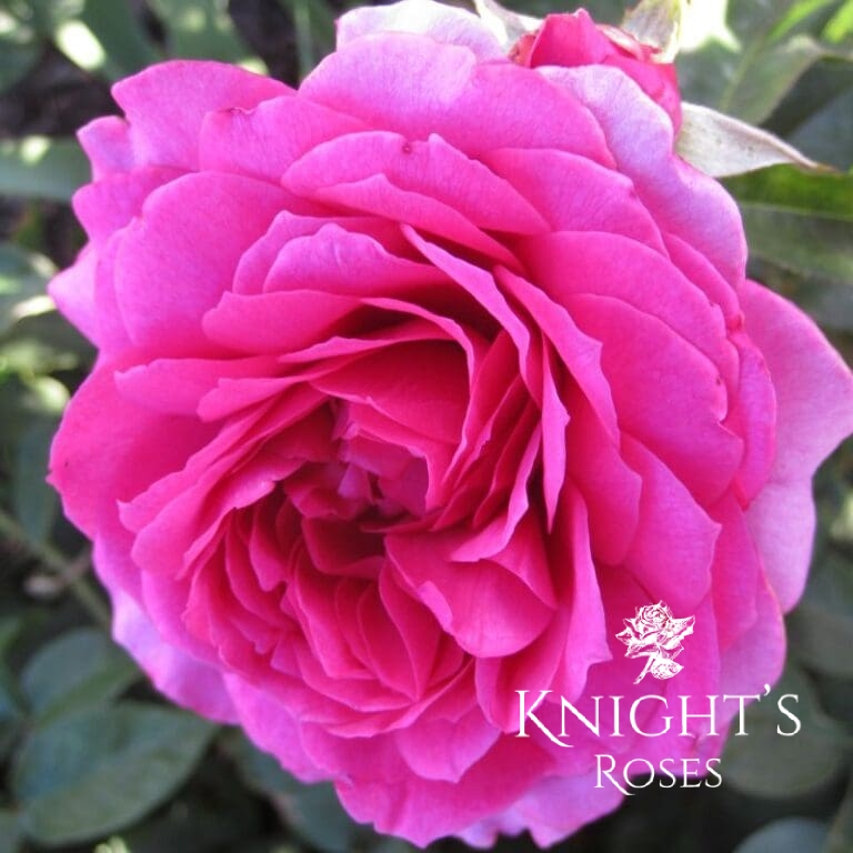 Wise Portia - BUY THIS ROSE ONLINE - Knight's Roses Australia
