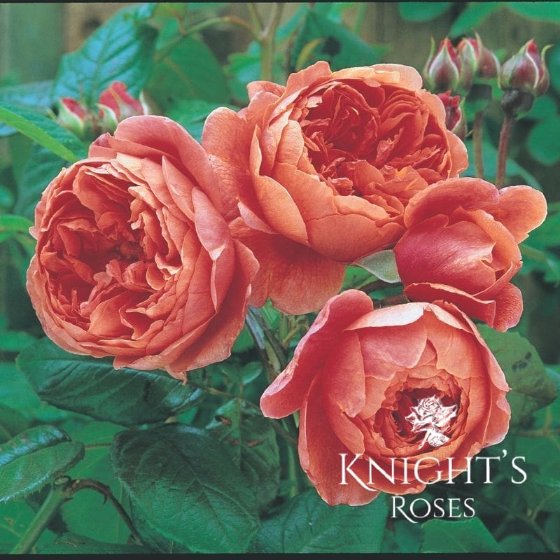 Summer Song - BUY THIS ROSE ONLINE - Knight's Roses Australia