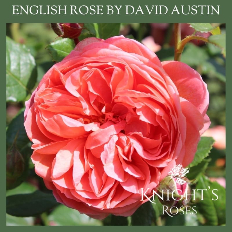 Summer Song - BUY THIS ROSE ONLINE - Knight's Roses Australia