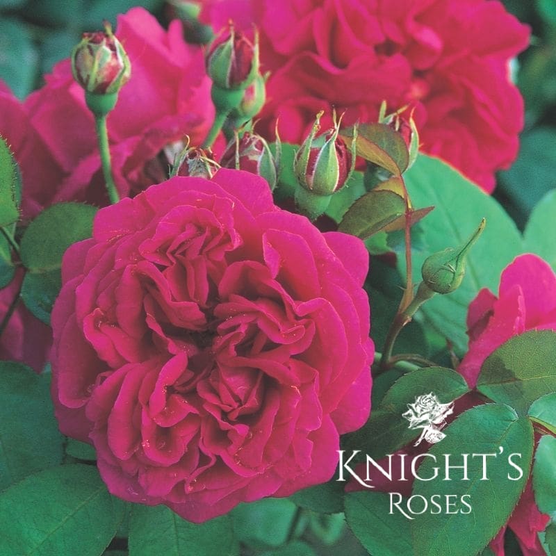 Wenlock - BUY THIS ROSE ONLINE - Knight's Roses Australia