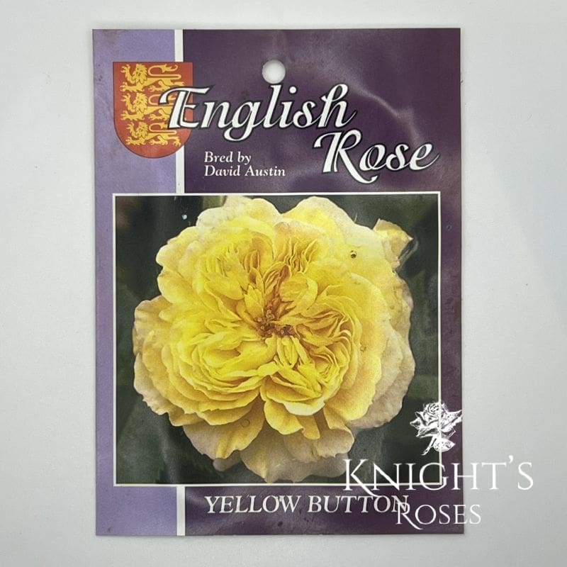 Yellow Button - BUY THIS ROSE ONLINE - Knight's Roses Australia