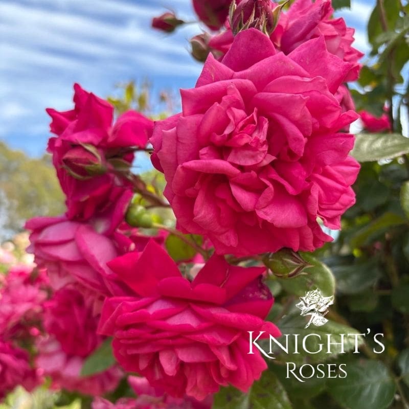 Laguna - Climbing - BUY THIS ROSE ONLINE - Knight's Roses Australia