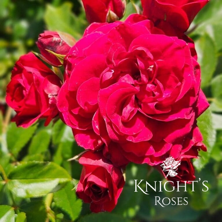 Spirit - BUY THIS ROSE ONLINE - Knight's Roses Australia