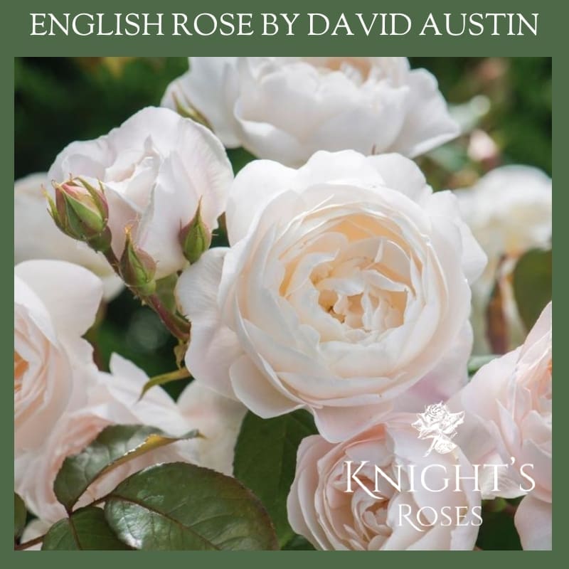 Desdemona - BUY THIS ROSE ONLINE - Knight's Roses Australia