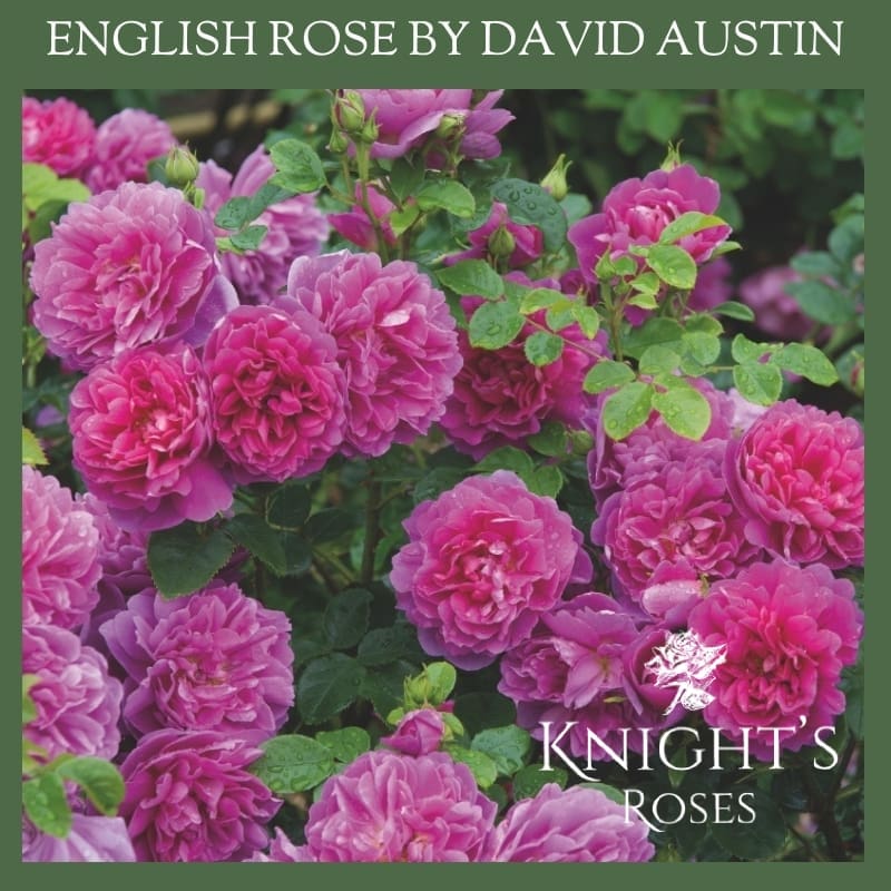 Princess Anne - BUY THIS ROSE ONLINE - Knight's Roses Australia